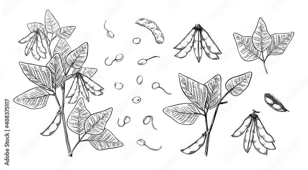 Soybeans Plant Drawing