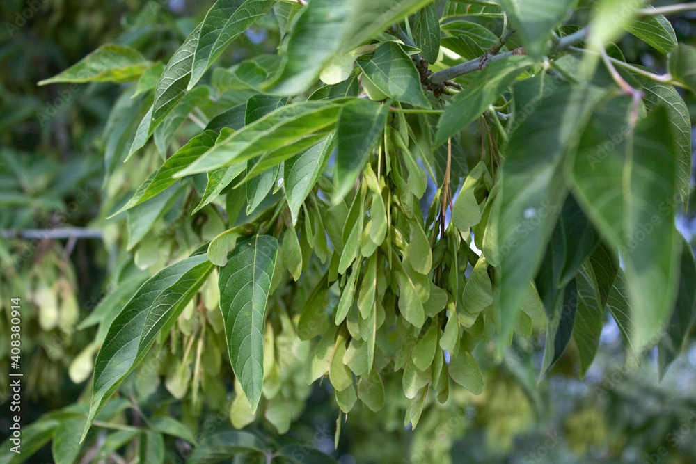 Ash branch with seeds, fruits, close-up, selected artistic focus Stock ...