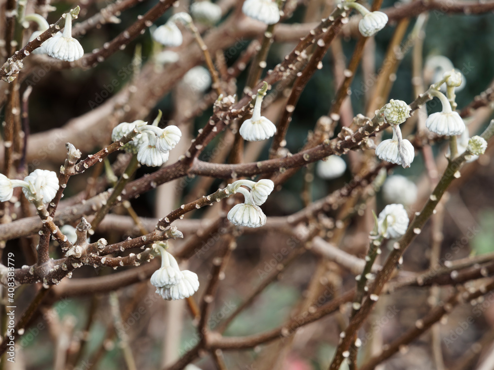 (Edgeworthia chrysantha) Oriental Paper Bush or Chinese Paper Bush ...