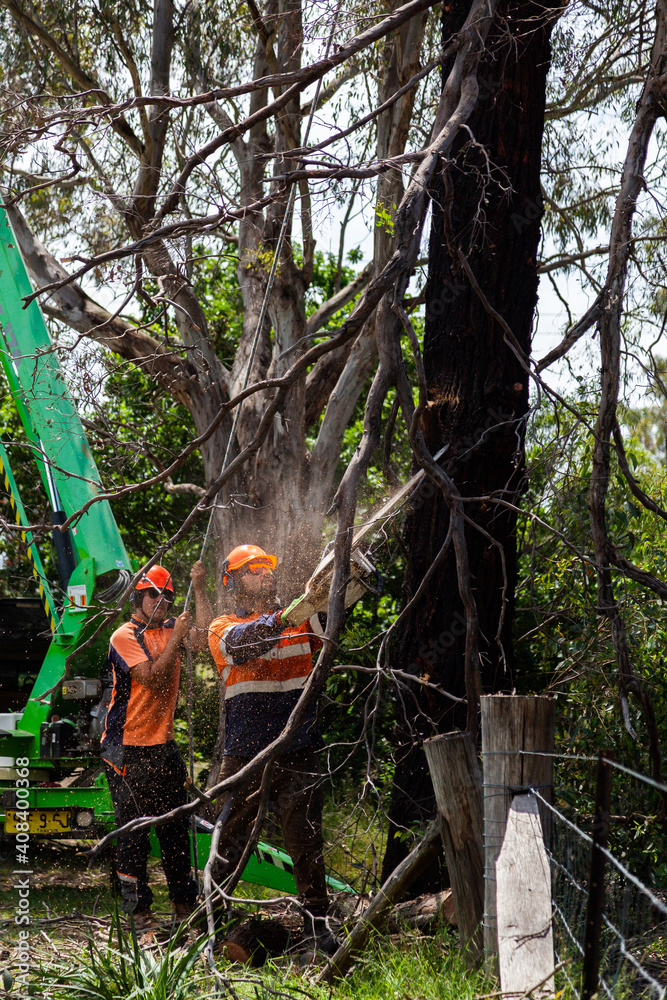 Two tradies working to remove a dying tree from garden safely Stock ...
