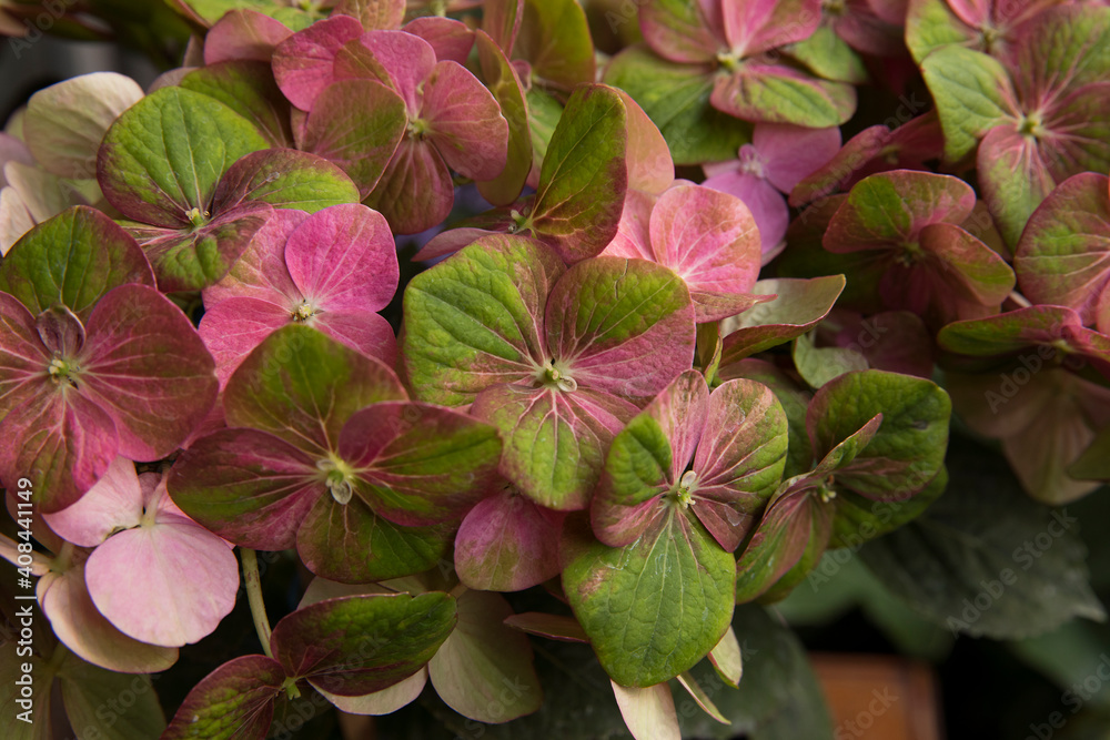 Floral texture and pattern. Exotic flowers. Closeup view of Hortensia ...
