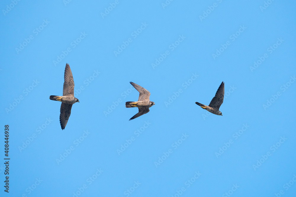 Peregrine falcon flying on blue sky background Stock Photo | Adobe Stock