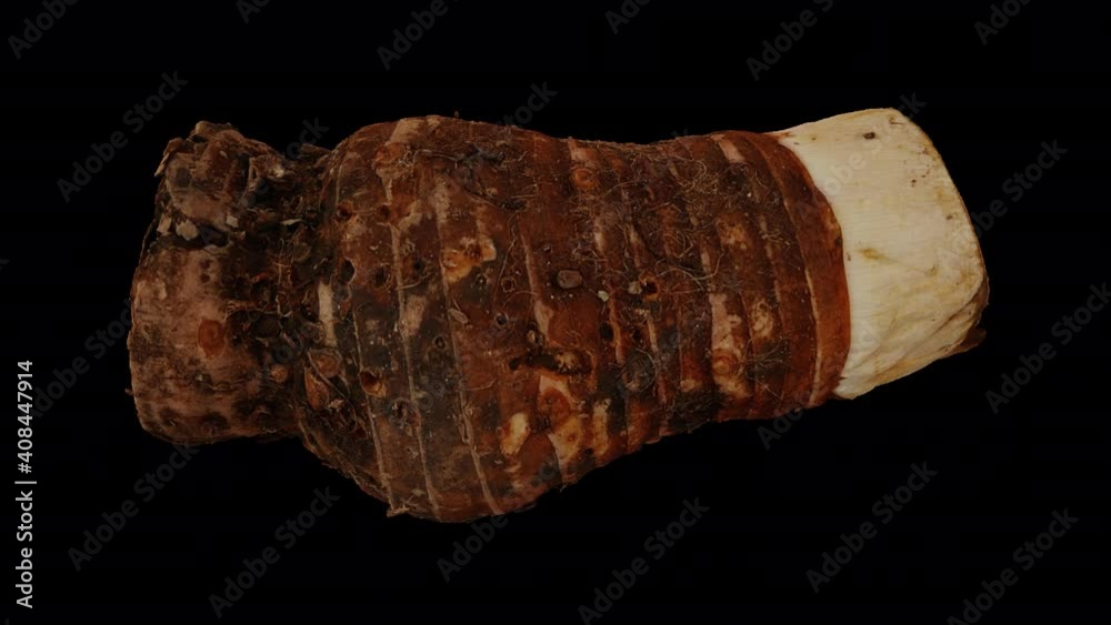 Realistic render of a rolling Taro (Gabi) Root on transparent ...