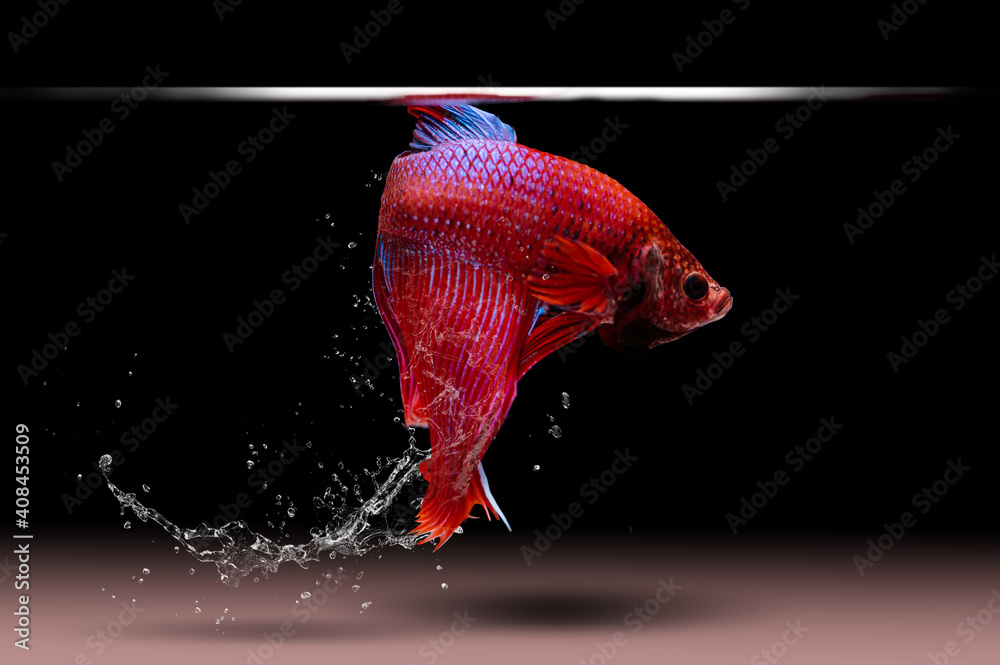 Fighting fish Betta splendens Fighting fish and Reflection mirror ...