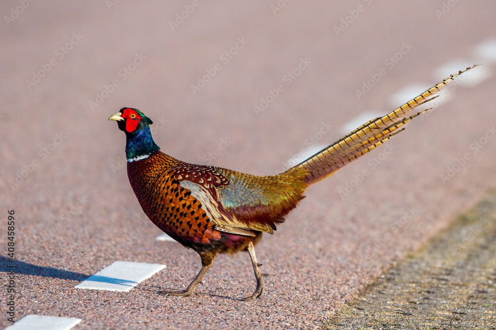 Fasan (Phasianus colchicus) Männchen Stock Photo | Adobe Stock