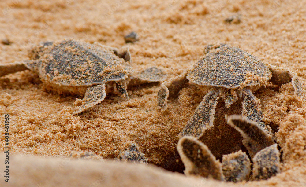Loggerhead baby sea turtles hatching in a turtle farm in Sri Lanka ...