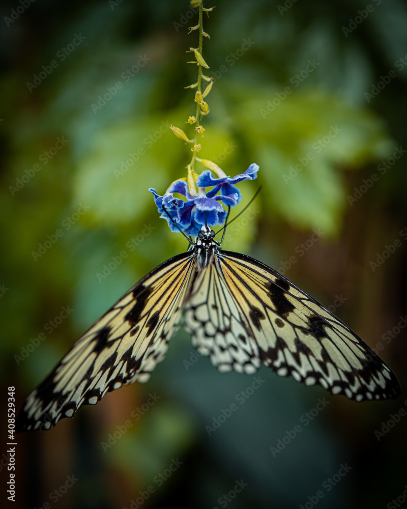 mariposa Stock Photo | Adobe Stock