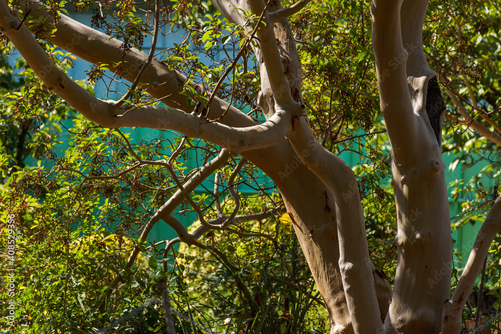 Red strawberry tree or small-fruited strawberry lat. Arbutus andrachne ...