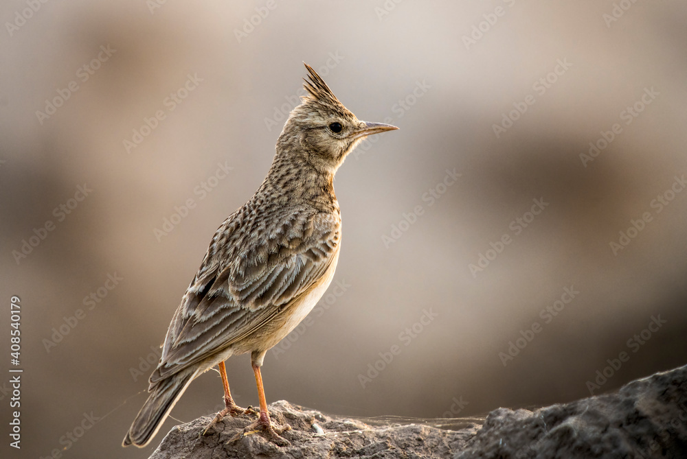 closeup of bird inblur background, The crested lark is a species of ...