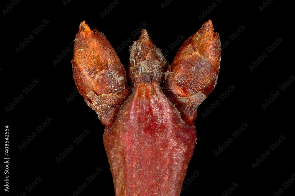 Cherry Plum (Prunus cerasifera). Terminal Bud Group Closeup Stock Photo ...