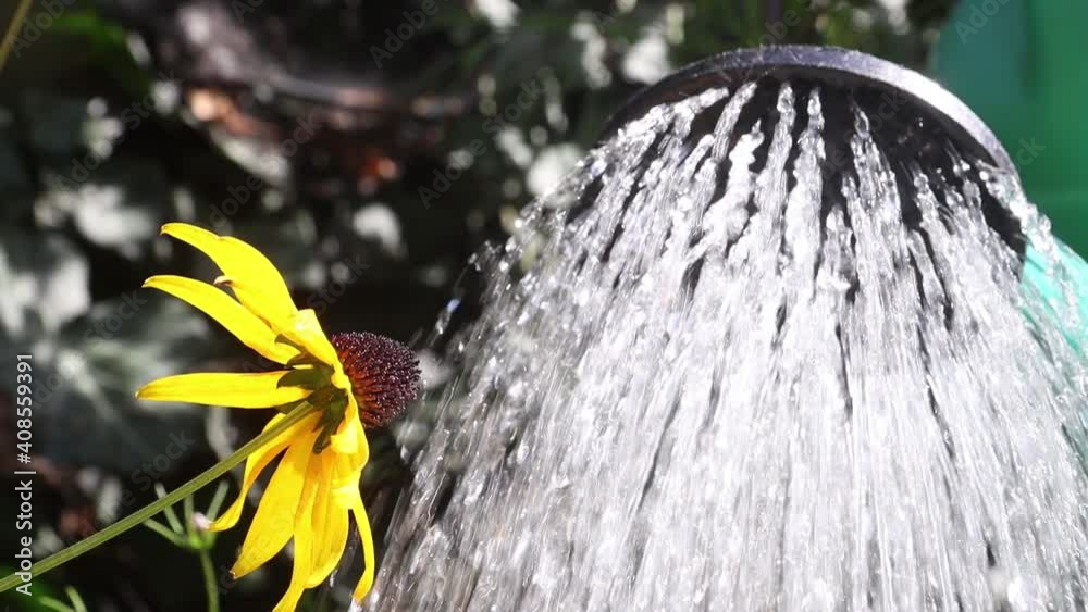 Watering flowers in a summer garden. Yellow Coneflower - Echinacea ...