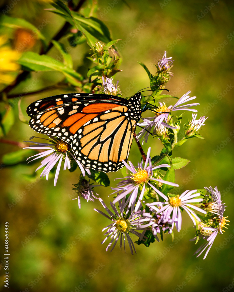 papillon monarque Stock Photo | Adobe Stock