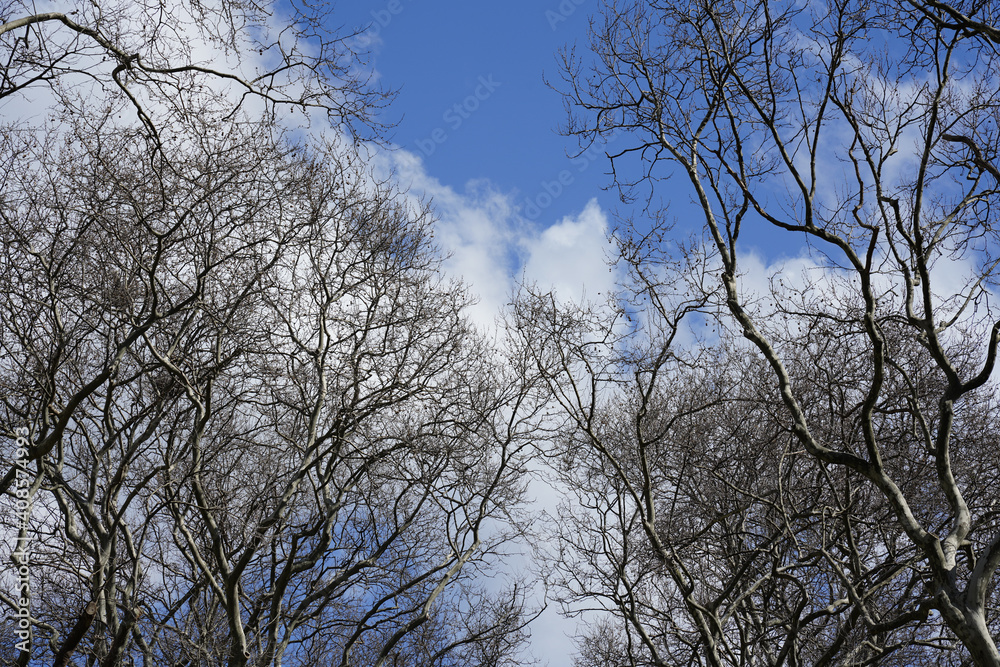 Low angle shot of dry trees with huge branches on cloudy sky background ...