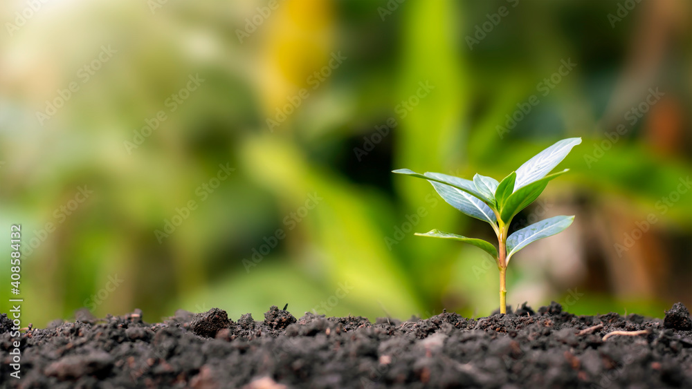 Small trees grow naturally, concept of quality tree planting and ...