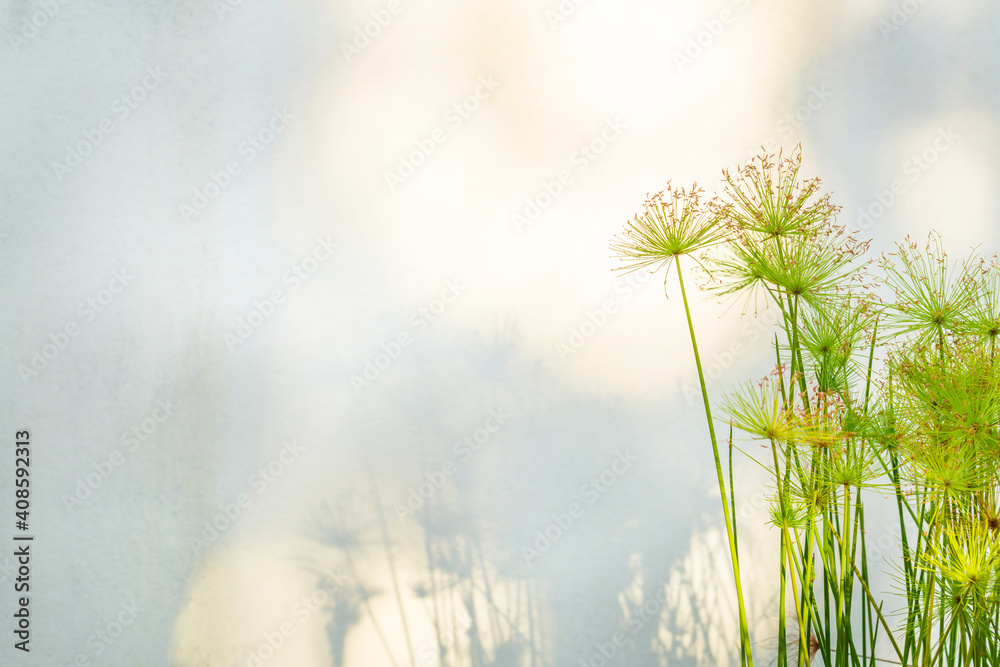 Nature background, Papyrus or Paper reed tree in Sunlight on Blur White ...