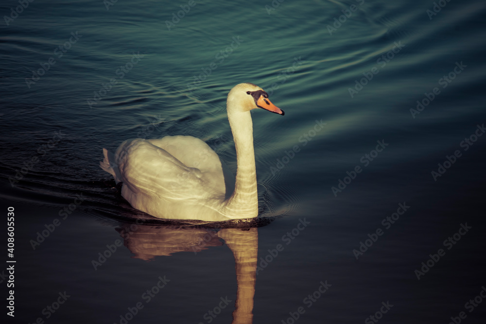 swan swimming on a water Stock Photo | Adobe Stock