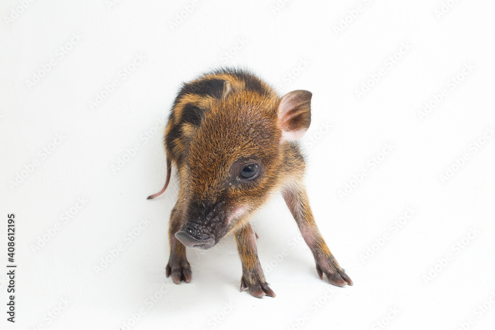 The baby banded pig (Sus scrofa vittatus) also known as the Indonesian ...
