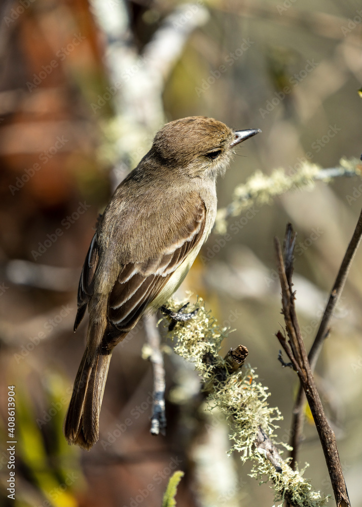 The Galapagos flycatcher, myriarchus magnirostris in Santa Cruz. Also ...
