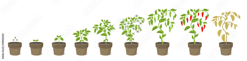 Growth stages of Spicy chili pepper houseplant in the pot. Ripening ...