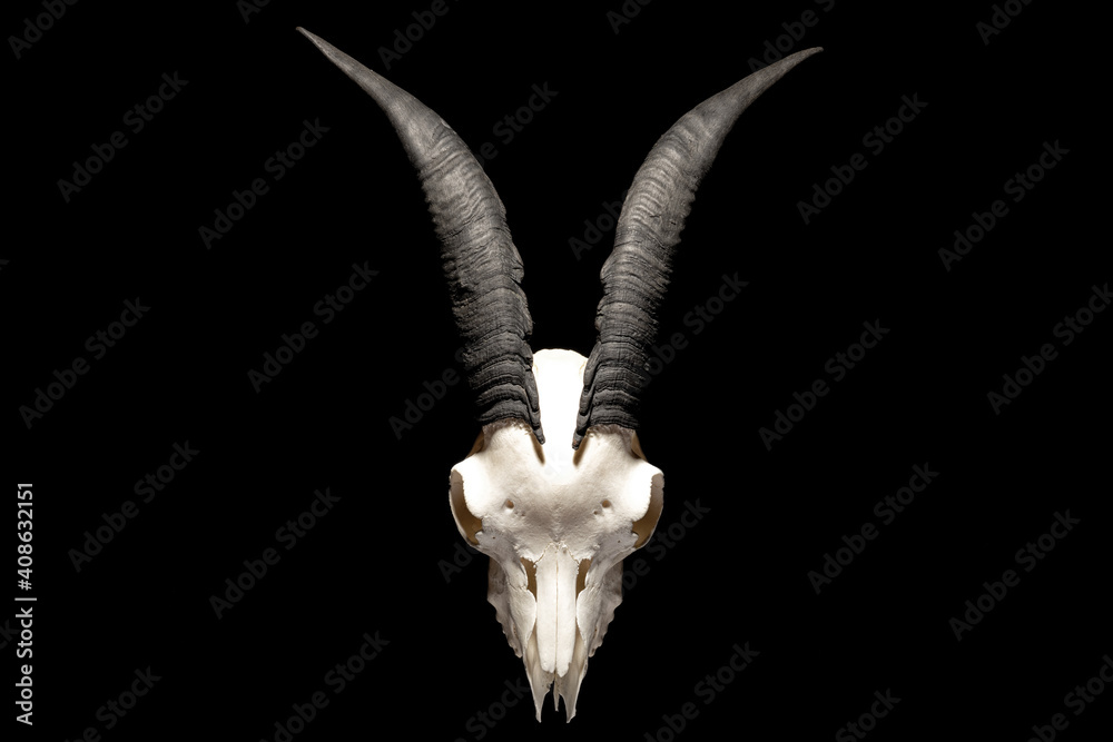 Front view of a goat skull with horns, isolated on black background ...