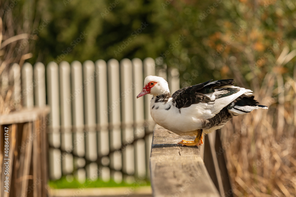pato criollo posado en la barandilla del puente del parque Stock Photo ...