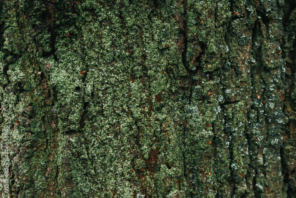 Dark green tree bark texture for background. Beautiful green wallpaper ...