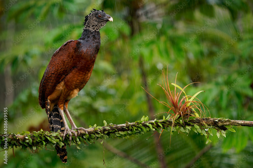 Great Curassow - Crax rubra large, pheasant-like great bird from the ...