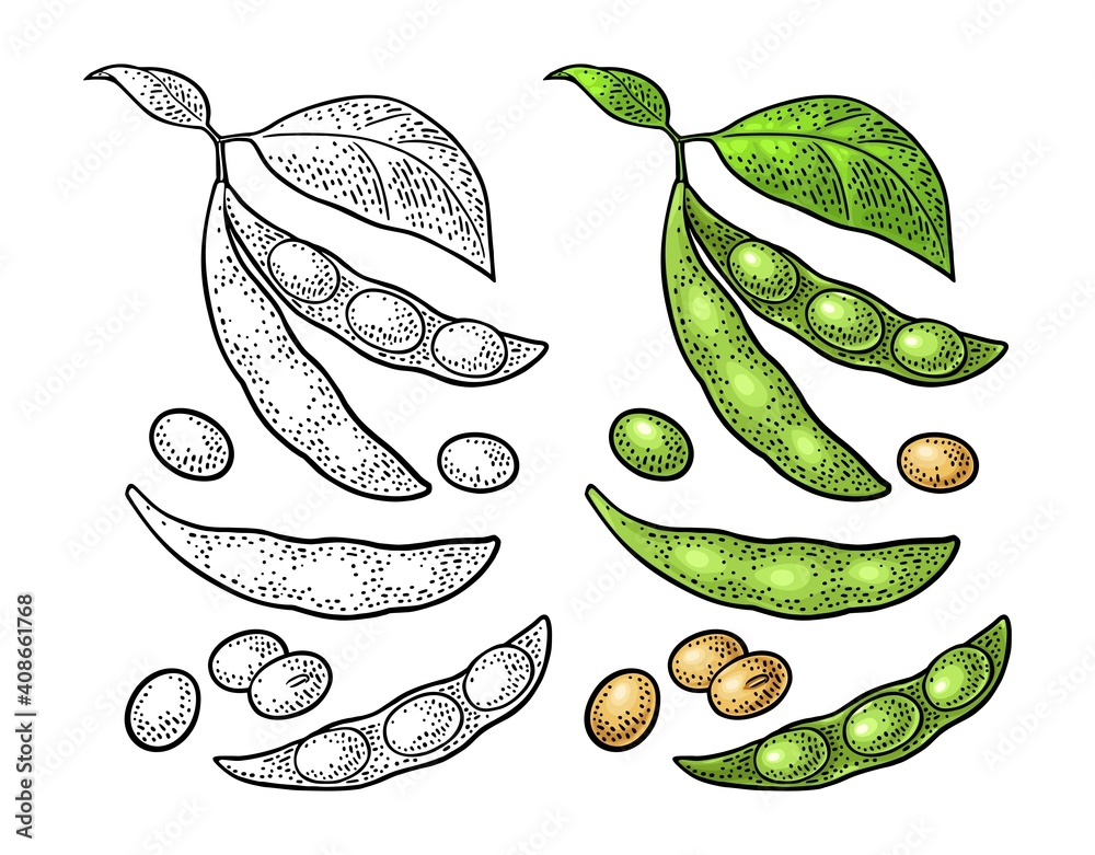 Soybean Pod Vector