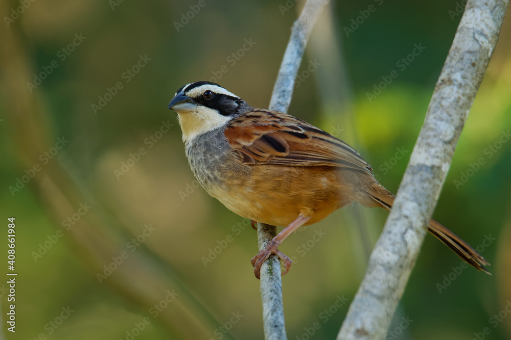 Peucaea ruficauda - Stripe-headed Sparrow breeds from Mexico, including ...