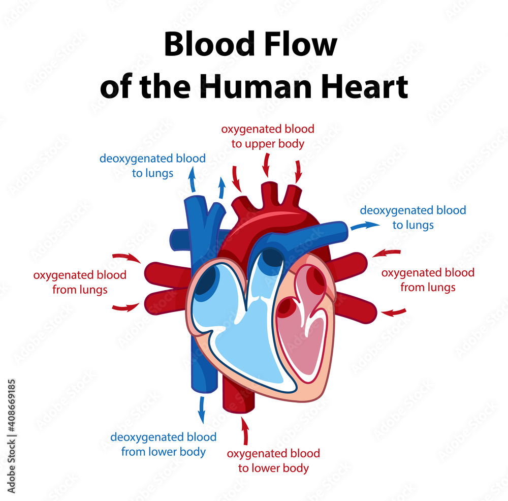 Blood flow of human heart diagram Stock Vector | Adobe Stock