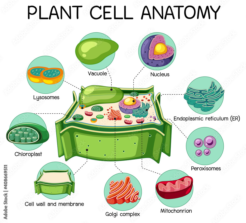 Anatomy of plant cell (Biology Diagram) เวกเตอร์สต็อก | Adobe Stock