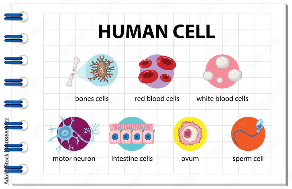Diagram of human cell for education Stock Vector | Adobe Stock
