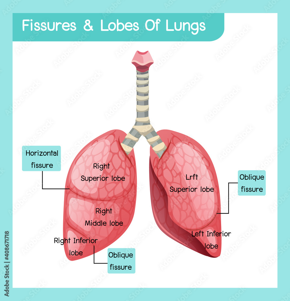 Fissures and lobes of lungs Stock Vector | Adobe Stock Fissures and lobes of lungs Stock Vector | Adobe Stock