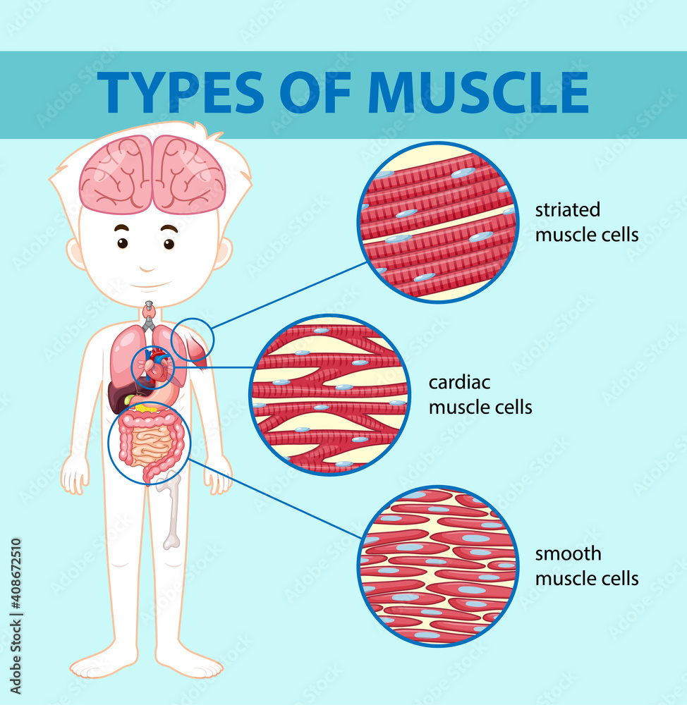 Types of muscle cell diagram Stock Vector | Adobe Stock