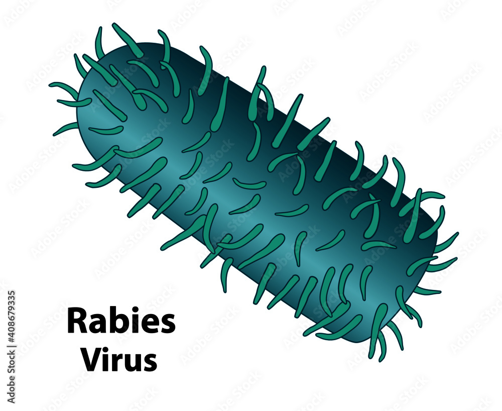 Rabies virus illustration. External structures of the rabies virion ...