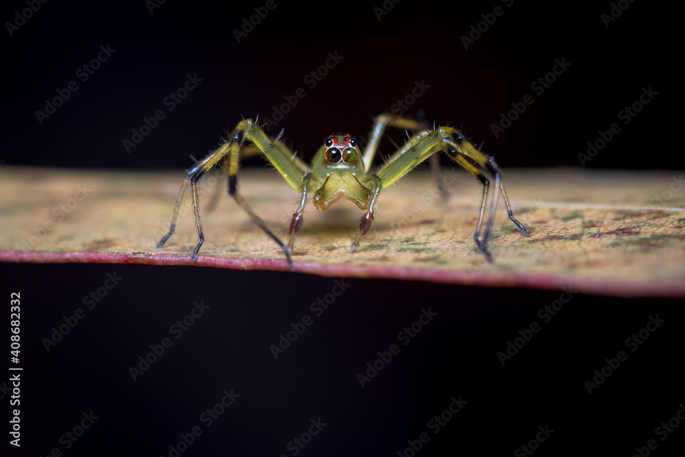 Jumping spider changing the color of its pupils Stock Photo | Adobe Stock