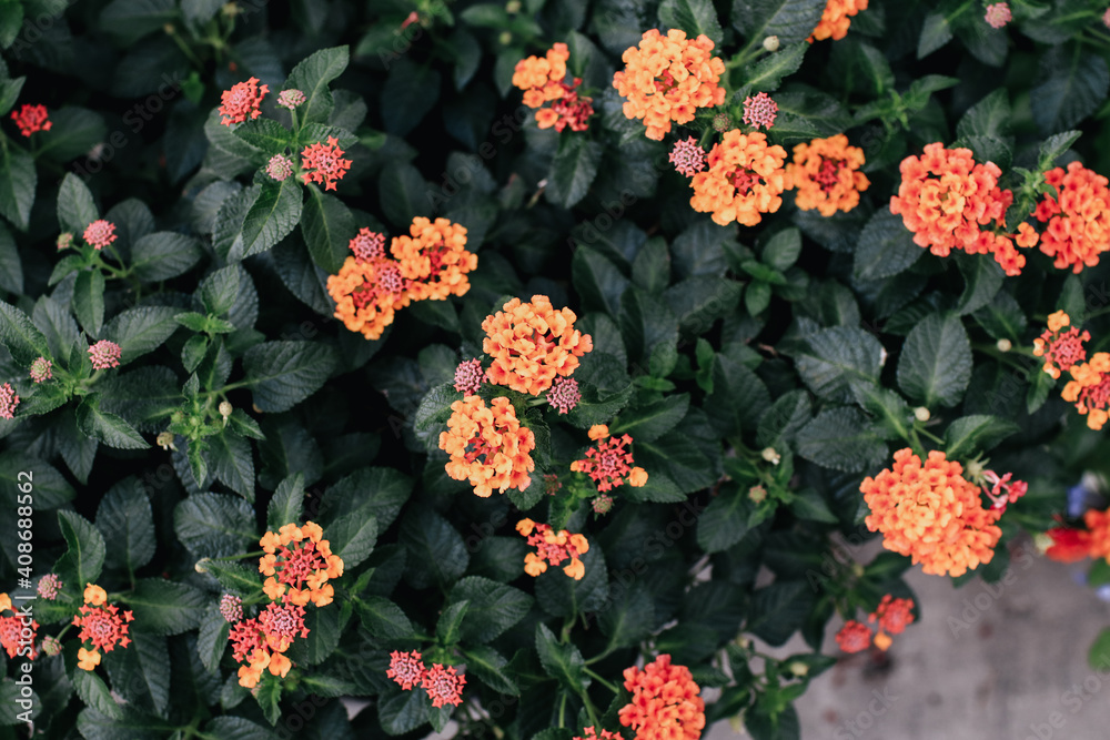 Beautiful common lantana: a species of Verbena, also known as West ...
