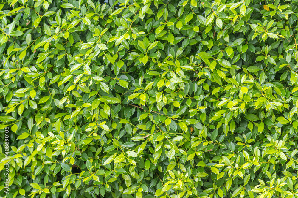 Ficus annulata trees Stock Photo | Adobe Stock