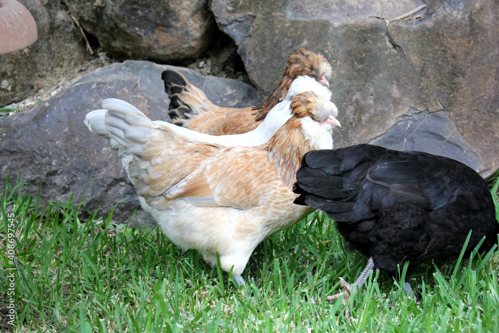 Australian Bred Free Range Araucana Chickens, 25 week old Araucana ...