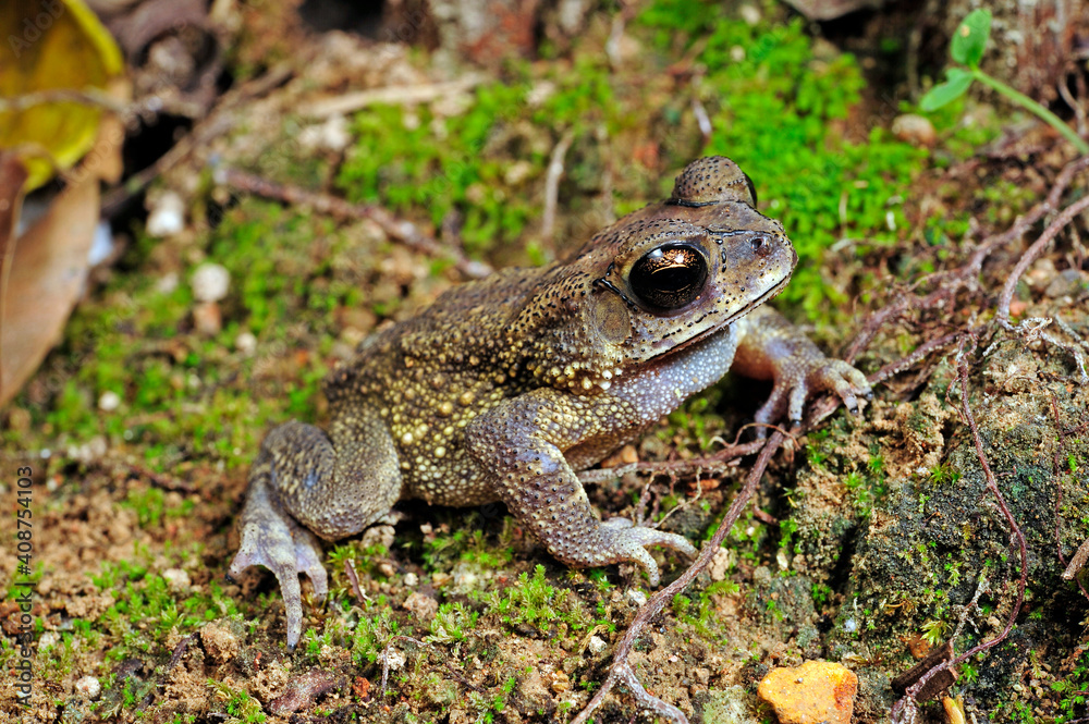 Schwarznarbenkröte // Asian black-spined toad (Bufo melanostictus ...