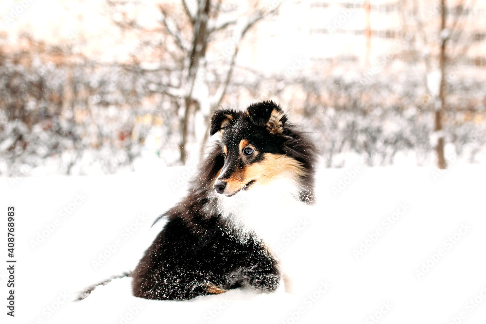 Sheltie puppy dog walks outside in winter, white snow and rocks ...