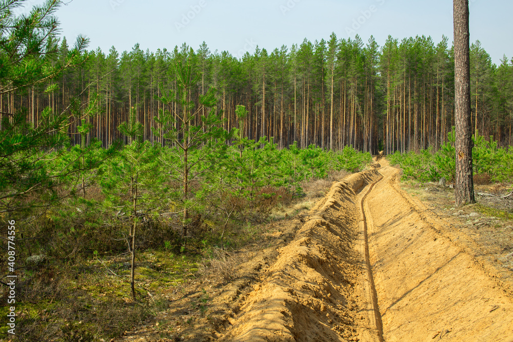 Fire-fighting strip in forest plantations. Forest fire protection ...