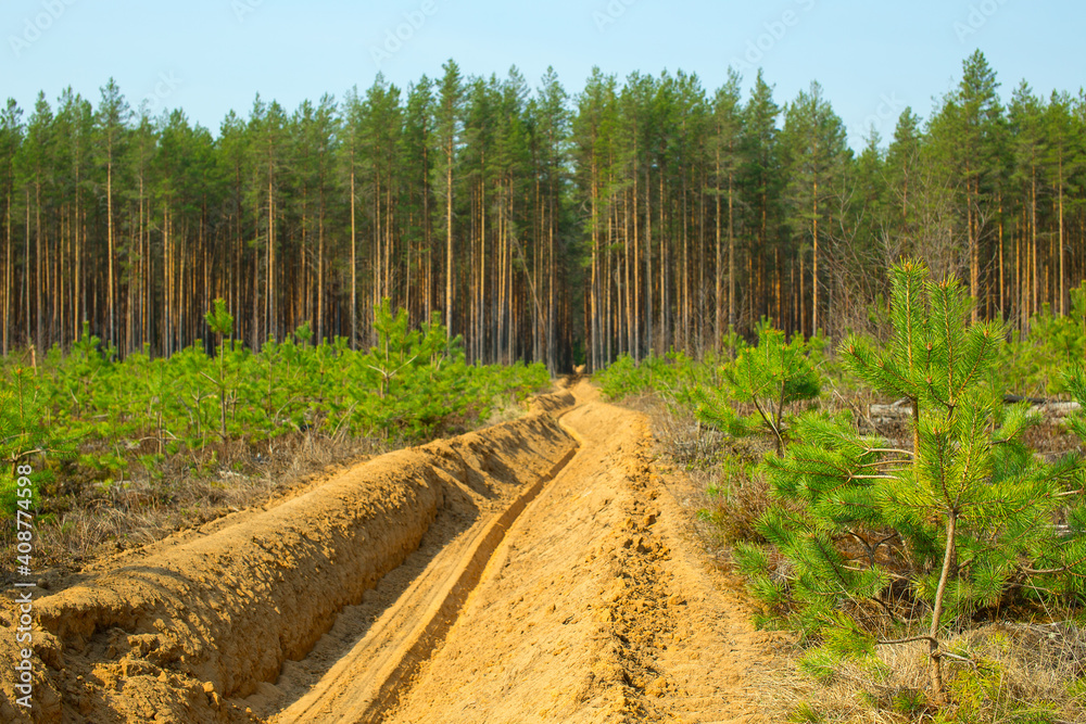 Fire-fighting strip in forest plantations. Forest fire protection ...