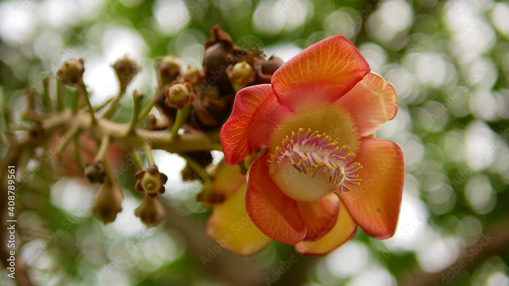 Shorea robusta blooming in the temple also known as sakhua or shala ...