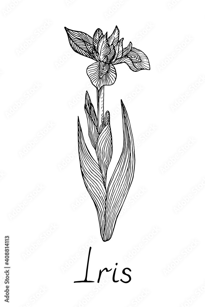 Iris flower, doodle black ink drawing with inscription, woodcut style ...
