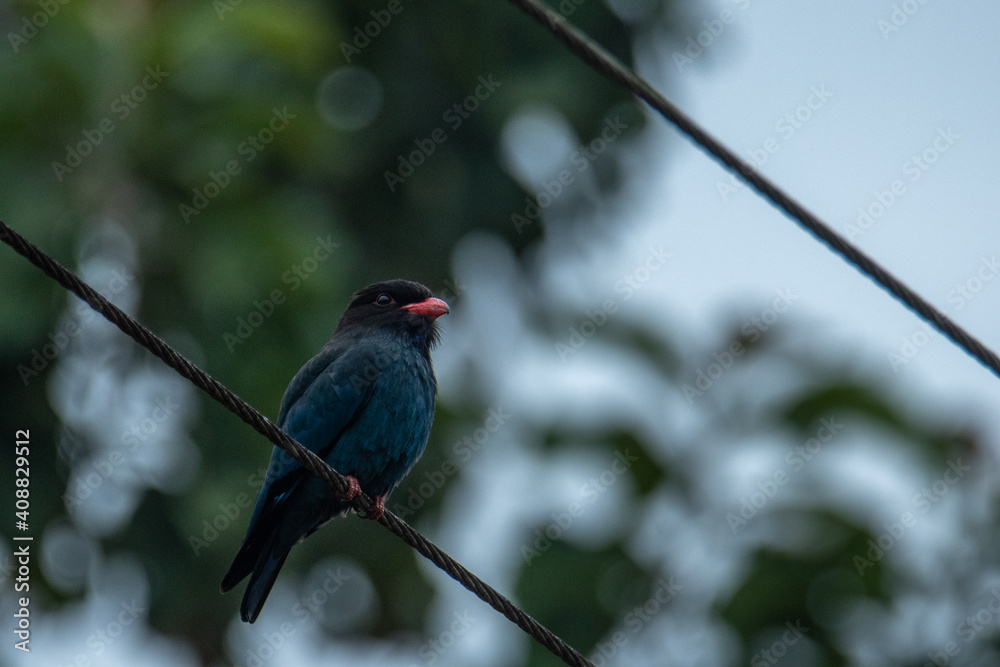 Dollar Bird. this bird is so named as during flight or rest, the white ...