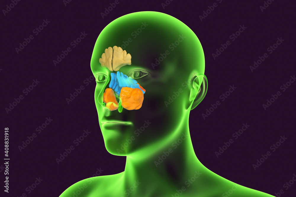 Anatomy of paranasal sinuses Stock Illustration | Adobe Stock