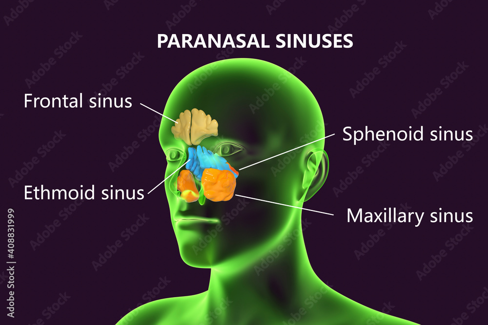Anatomy of paranasal sinuses Stock Illustration | Adobe Stock