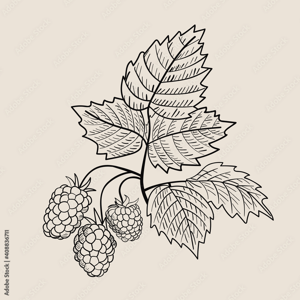 Raspberry branch sketch. Bramble in outline style, hand-drawn. Summer ...