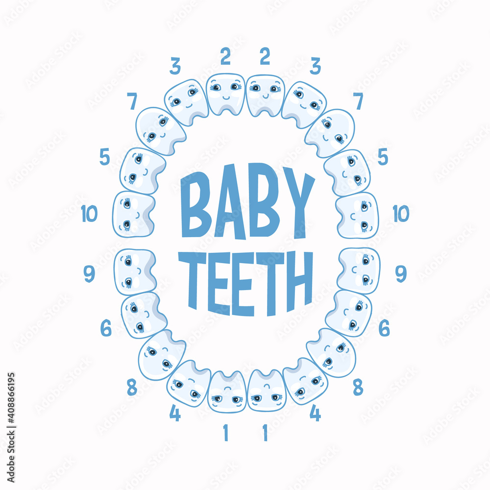 Baby teeth anatomy concept infographic element. Vector illustration ...